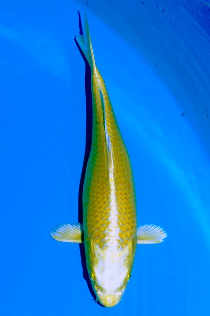 Koi-Auktion: Koi YAMABUKI OGON