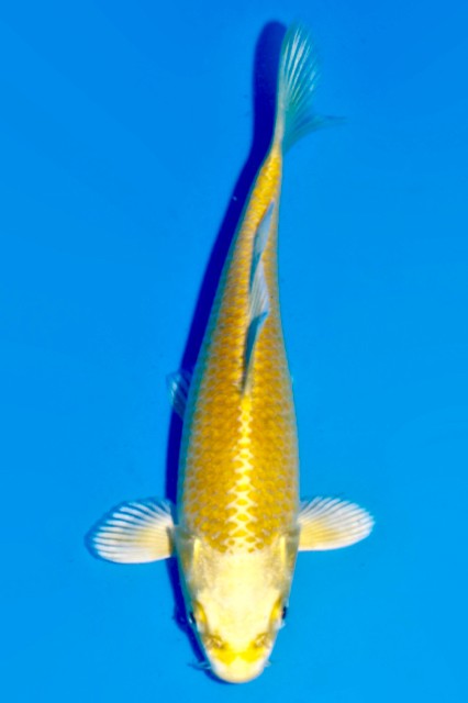 Koi-Auktion: Koi YAMABUKI OGON