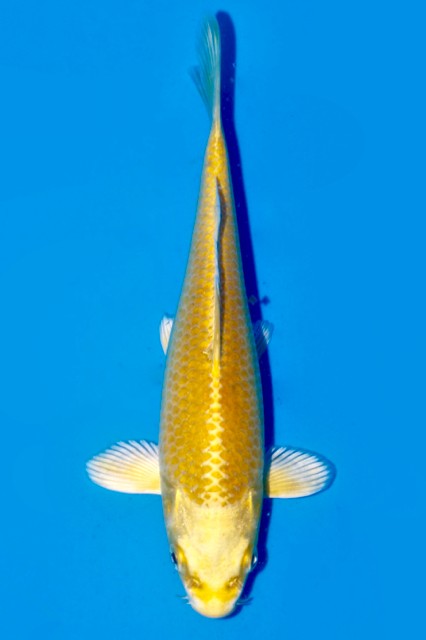 Koi-Auktion: Koi YAMABUKI OGON