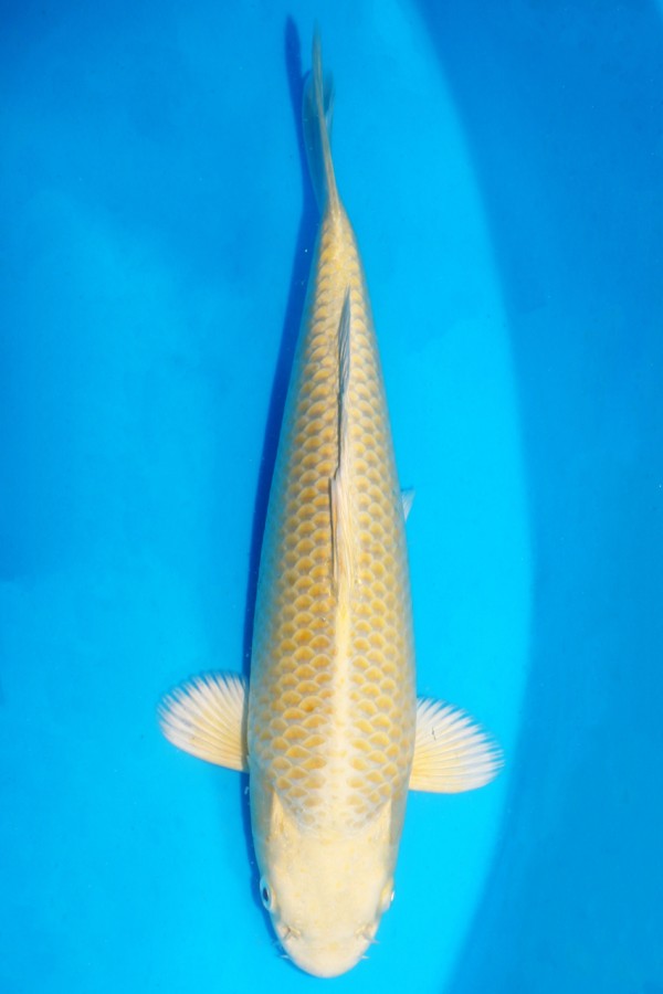 Koi-Auktion: Koi YAMABUKI OGON